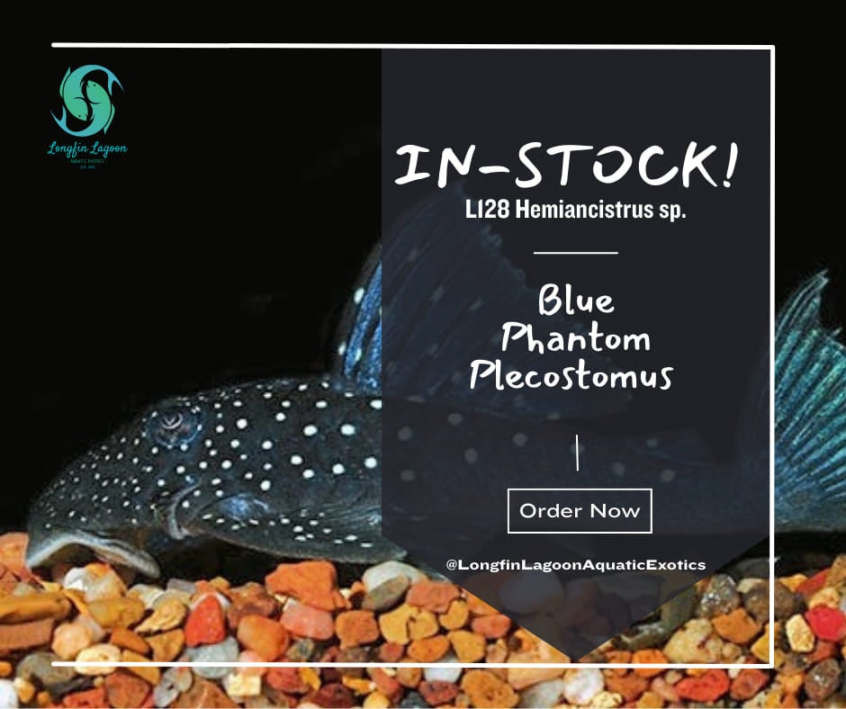 blue phantom pleco temperature