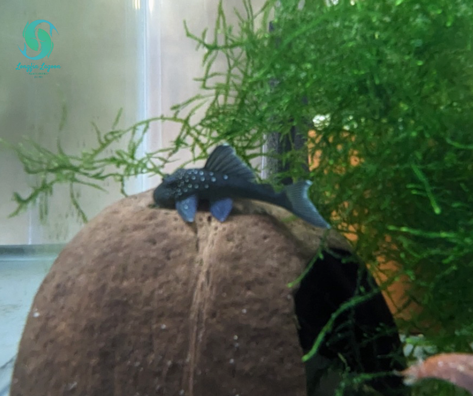 black phantom pleco