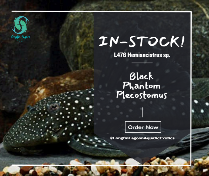 black phantom pleco